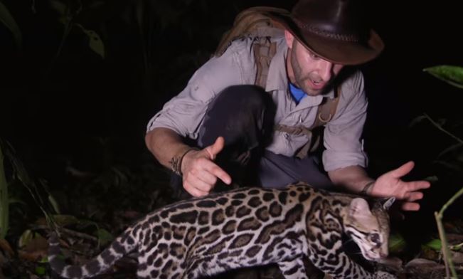 Man has epic interaction with WILD ocelot... you have to see this!