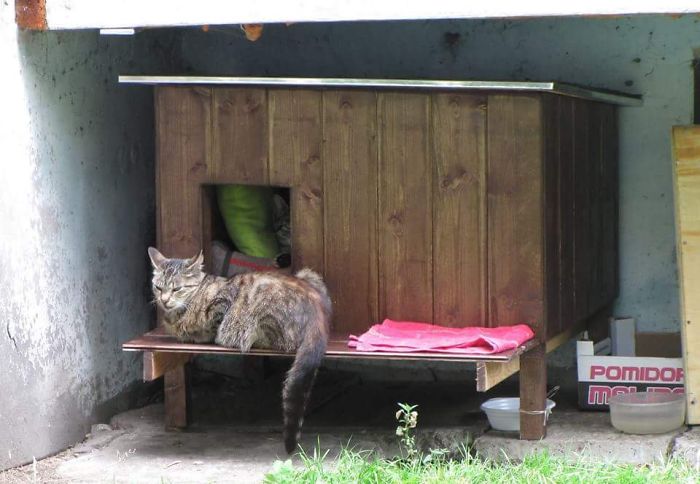 They Built Shelters For Homeless Cats To Survive The Winter And The