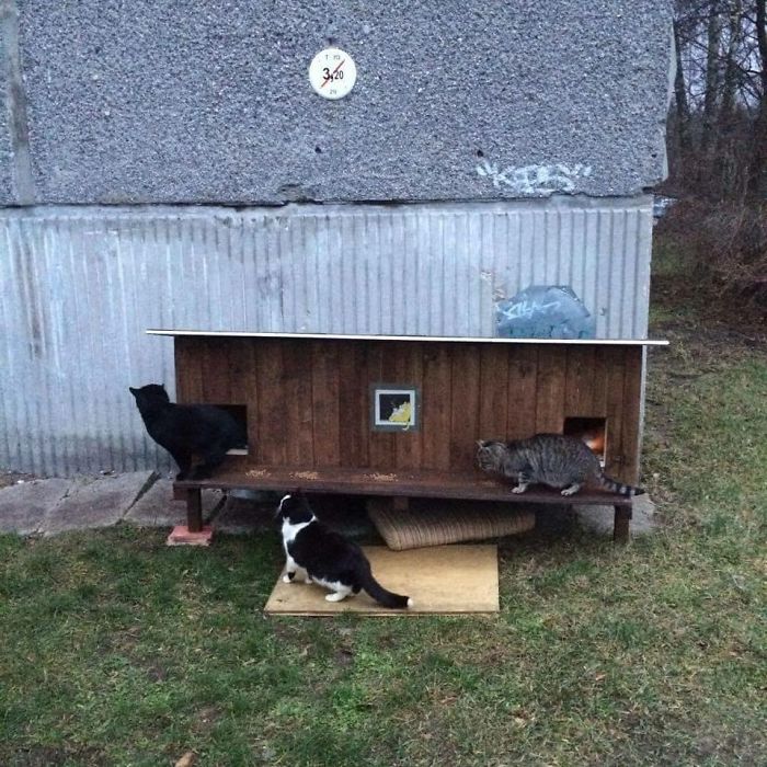 They Built Shelters For Homeless Cats To Survive The Winter And The