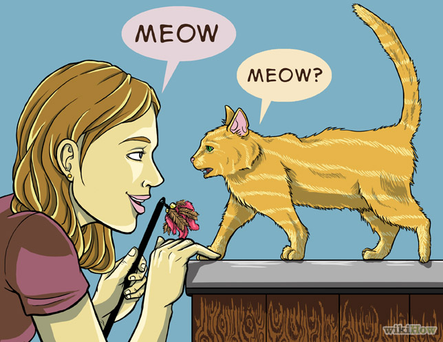 How to communicate with your cat