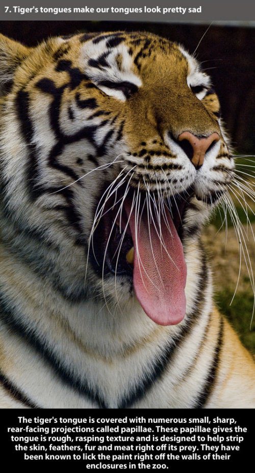 22 amazing facts about tigers