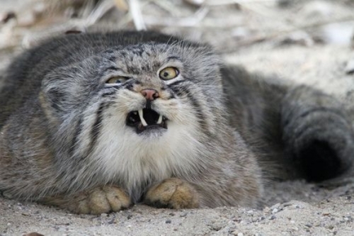 Want to be happy? Just look at the Pallas's cat. Seriously... just look ...