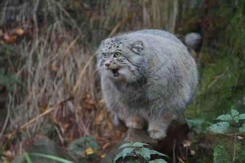 Want to be happy? Just look at the Pallas's cat. Seriously... just look ...