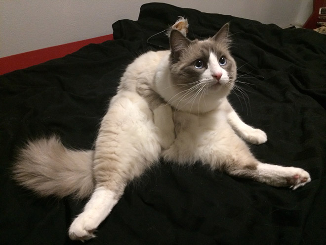 Cats awkwardly sitting like humans