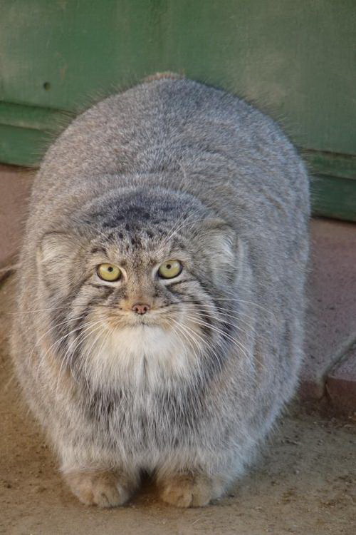 Want to be happy? Just look at the Pallas's cat. Seriously... just look ...