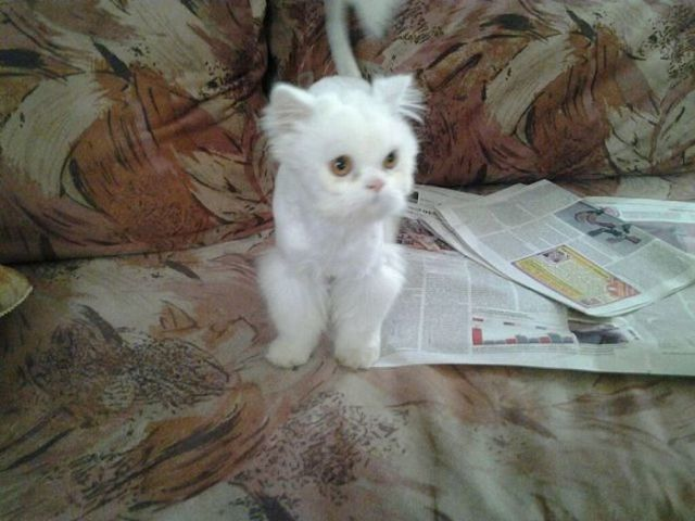 Check out this heartwarming gallery of an abandoned and neglected cat's ...