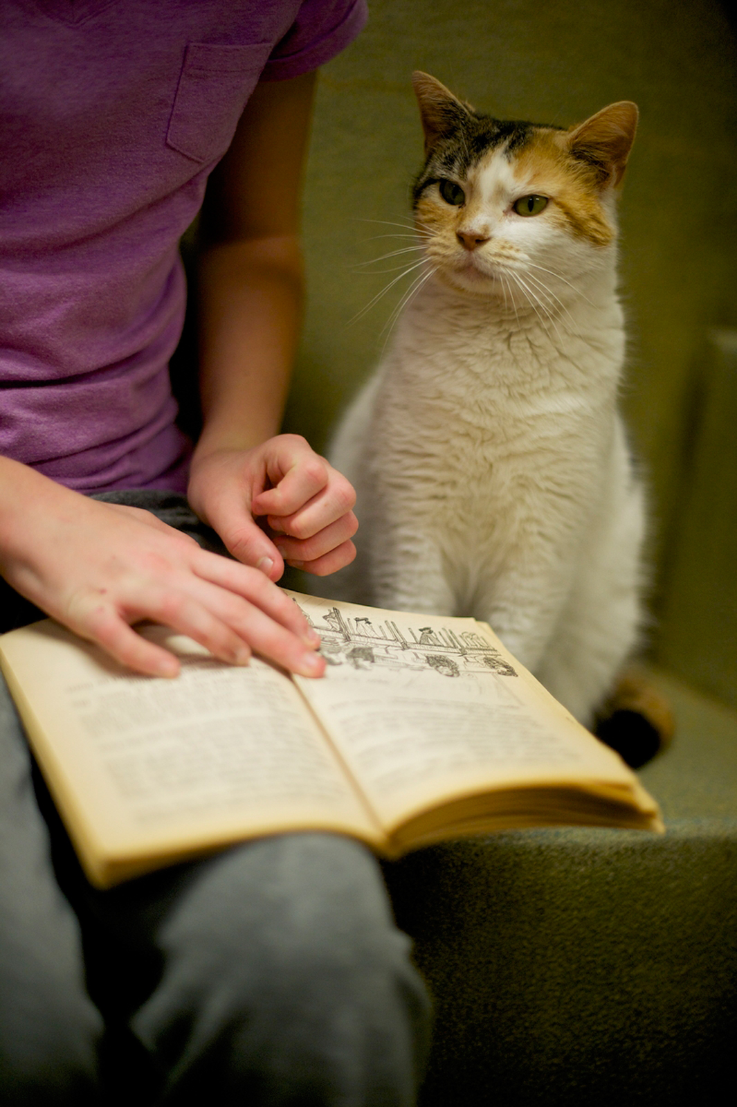 Children reading to cats at a shelter... and its a win win for everybody!