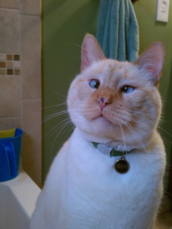 25 googly-eyed cats who are way too cute to handle! (Gallery)