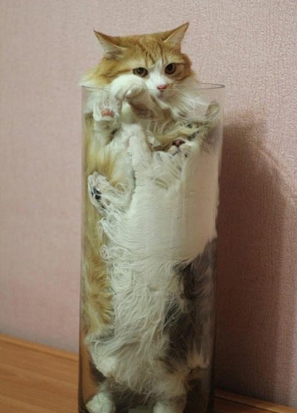 Further proof that cats iz liquid (Gallery)