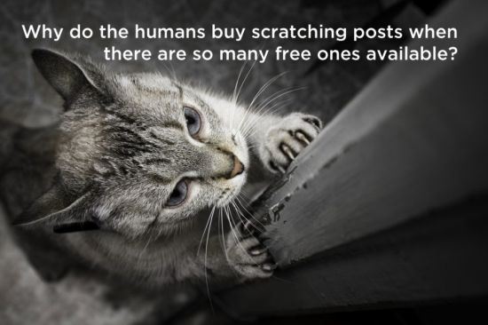 20 deep philosophical thoughts by cats