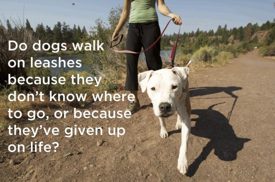 20 deep philosophical thoughts by cats