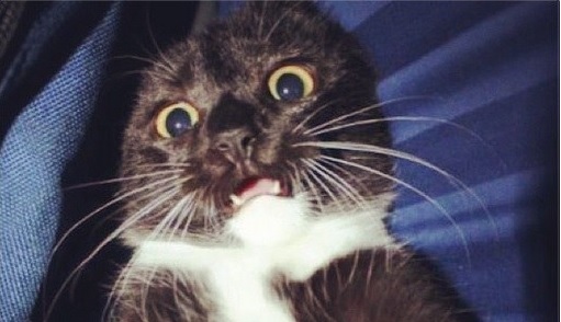 31 cat reactions for everyday human situations