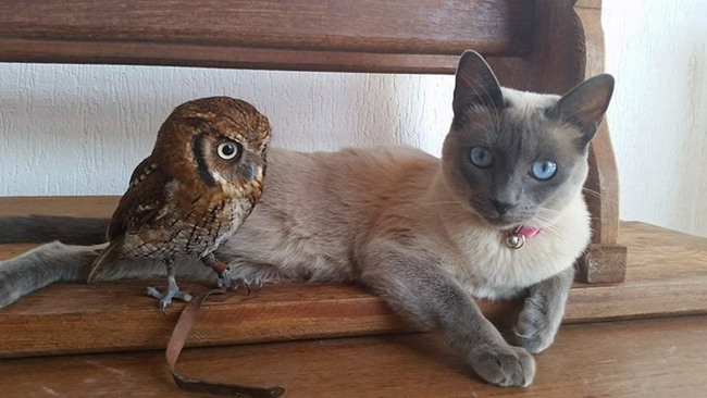 Cat becomes best friends with baby owl... too cute!