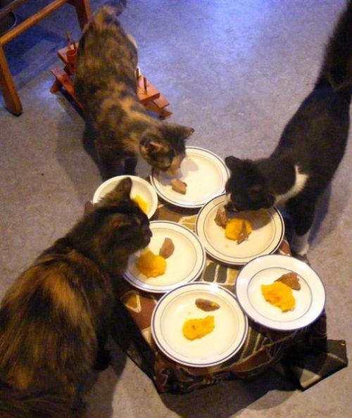 15 cats who are so ready for Thanksgiving