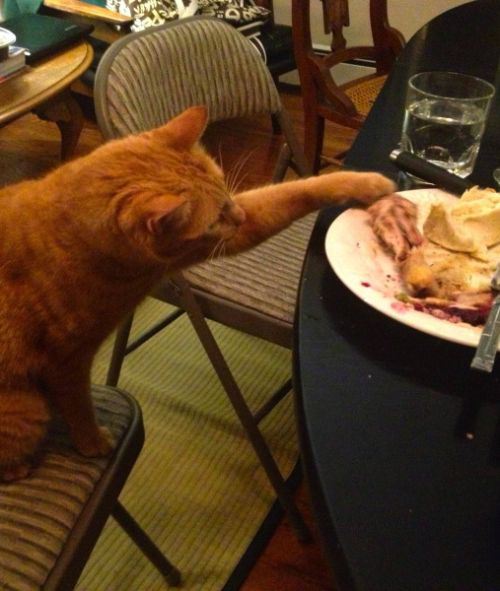 15 cats who are so ready for Thanksgiving