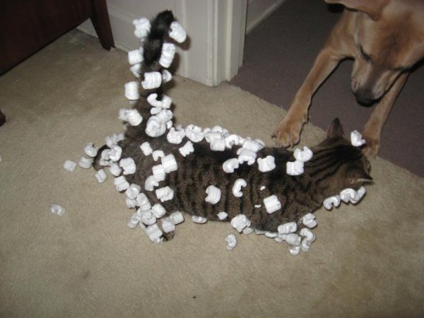 Cats that found out about static electricity the hard way (gallery)