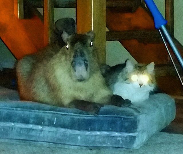 Cat's friendship with Capybara iz unusual... but totally awesome! (Gallery)