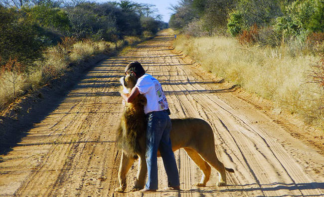 A human and a lion share an incredible friendship you need to see to ...