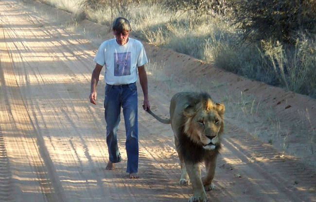 A human and a lion share an incredible friendship you need to see to ...