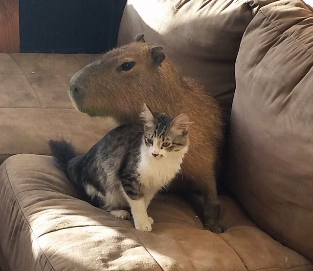 Cat's friendship with Capybara iz unusual... but totally awesome! (Gallery)