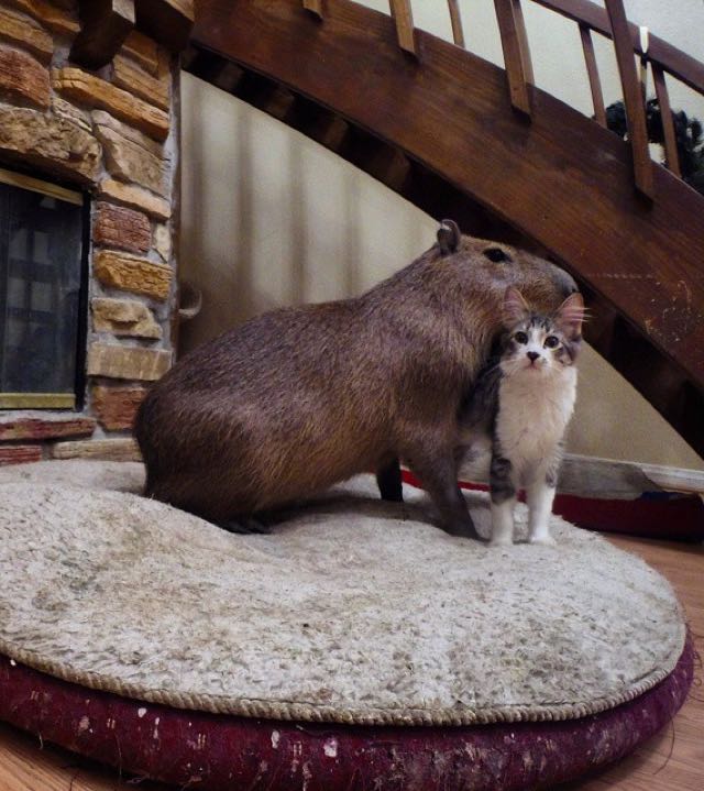 Cat's friendship with Capybara iz unusual... but totally awesome! (Gallery)