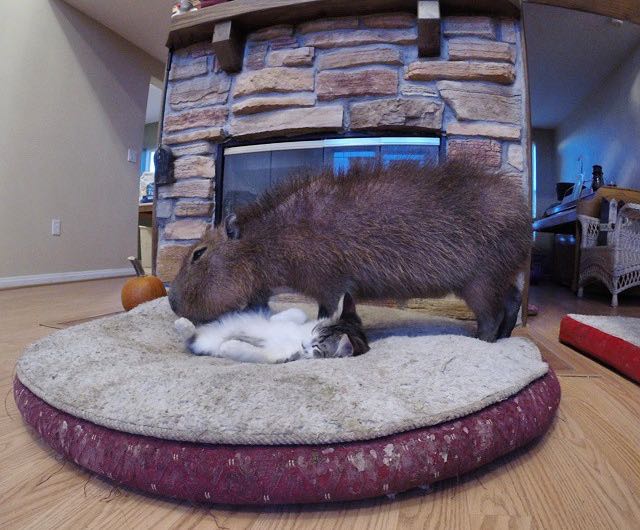 Cat's friendship with Capybara iz unusual... but totally awesome! (Gallery)