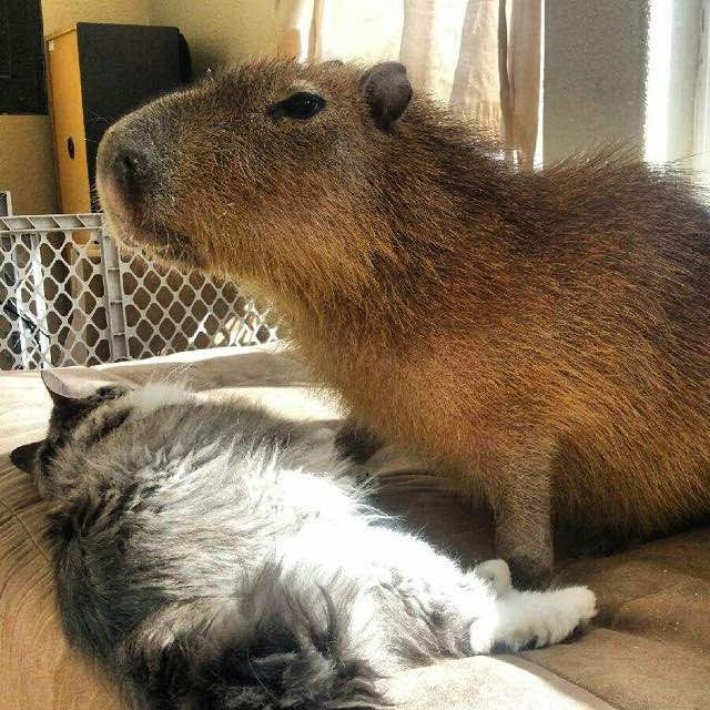 Cat's friendship with Capybara iz unusual... but totally awesome! (Gallery)