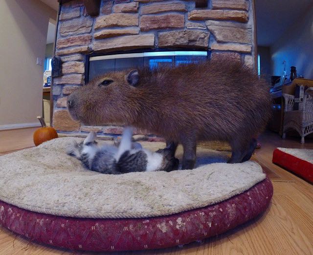 Cat's friendship with Capybara iz unusual... but totally awesome! (Gallery)