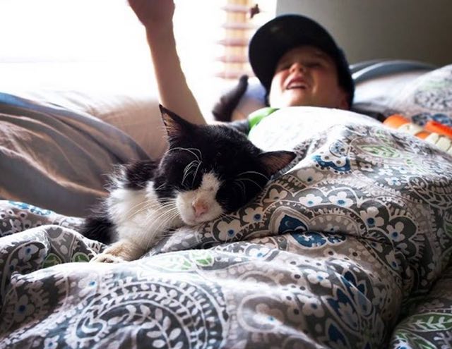 20 year old cat finally finds a forever home (gallery)