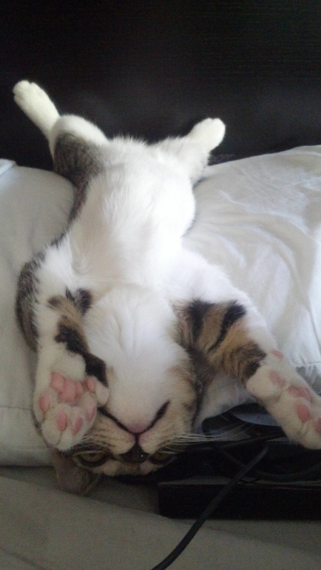 Munchkin cats might make your heart explode from the cuteness (Gallery)