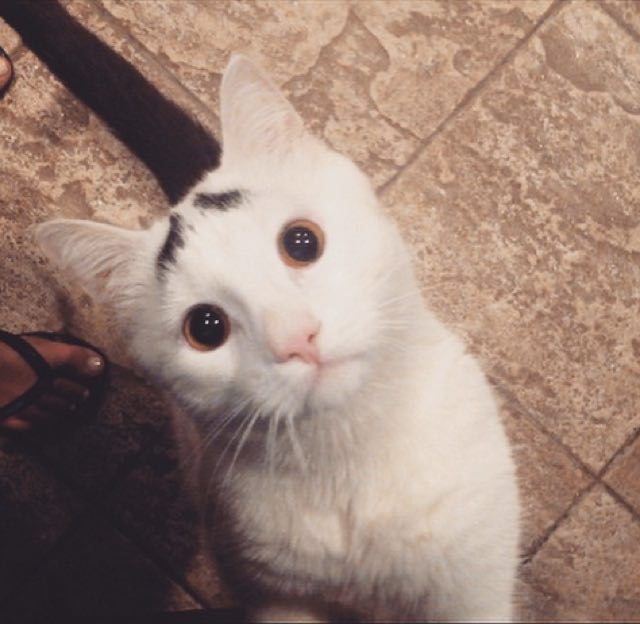 How Sam the eye brow raising cat found hiz human