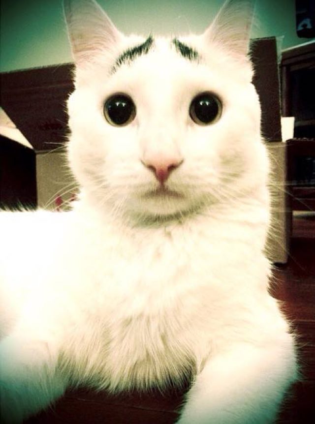 How Sam the eye brow raising cat found hiz human