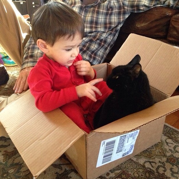 26 cat boops that will make your day