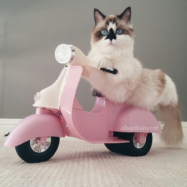 Munchkin cats might make your heart explode from the cuteness (Gallery)