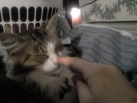 26 cat boops that will make your day