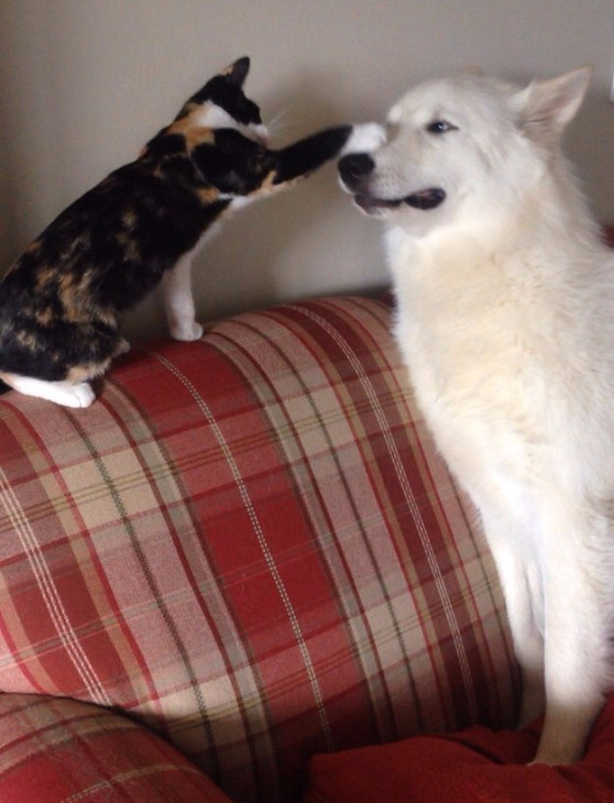 26 cat boops that will make your day
