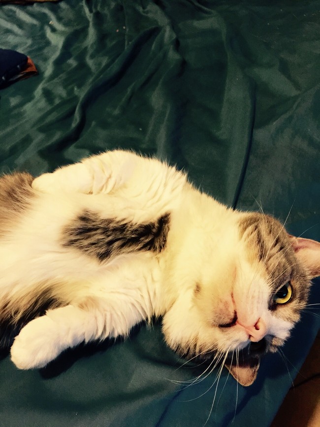 Munchkin cats might make your heart explode from the cuteness (Gallery)