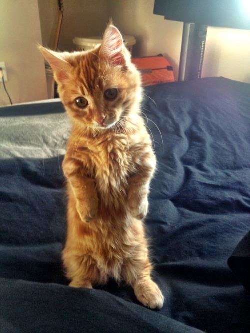 Munchkin cats might make your heart explode from the cuteness (Gallery)