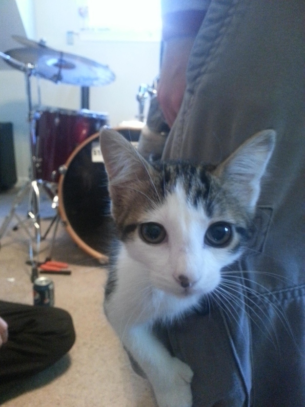 26 adorable kittens just hanging around in pockets