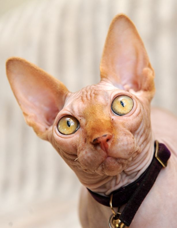 What the shape of your cat's face tells you about their personality