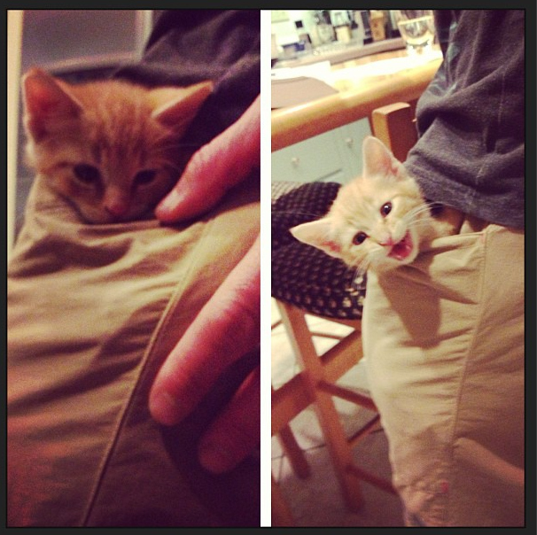 26 adorable kittens just hanging around in pockets