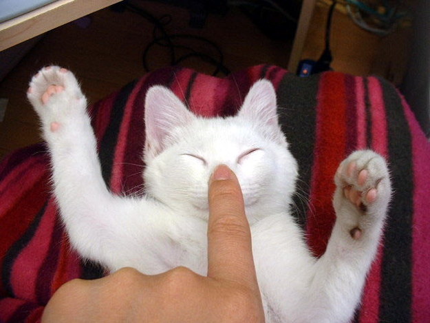 26 cat boops that will make your day