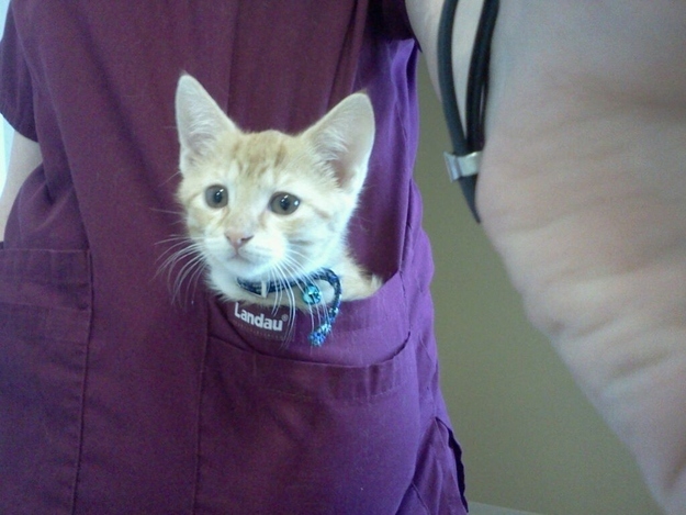 26 adorable kittens just hanging around in pockets