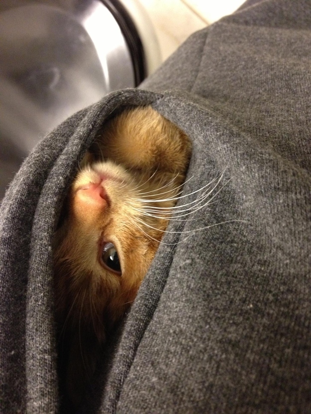 26 adorable kittens just hanging around in pockets