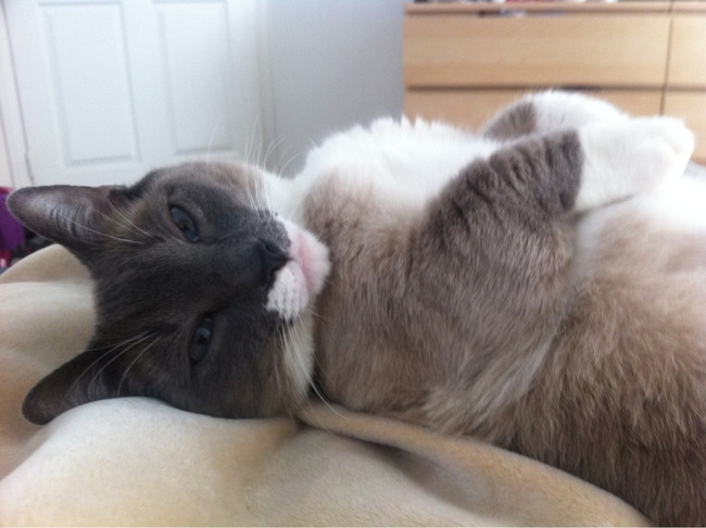 Munchkin cats might make your heart explode from the cuteness (Gallery)