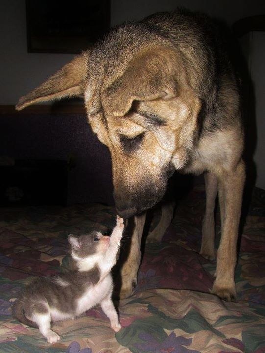 26 cat boops that will make your day