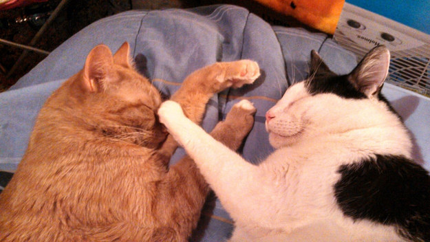 26 cat boops that will make your day