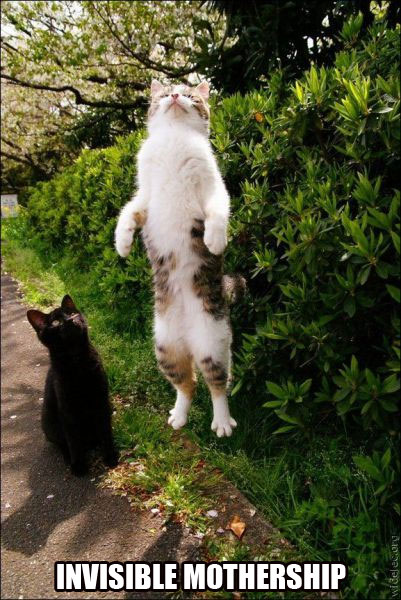 26 hilarious pictures of cats doing invisible things