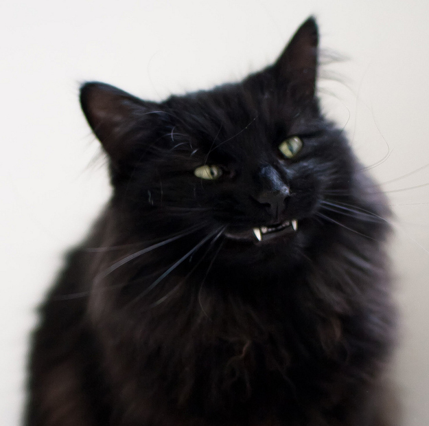 Smiling Black Cat