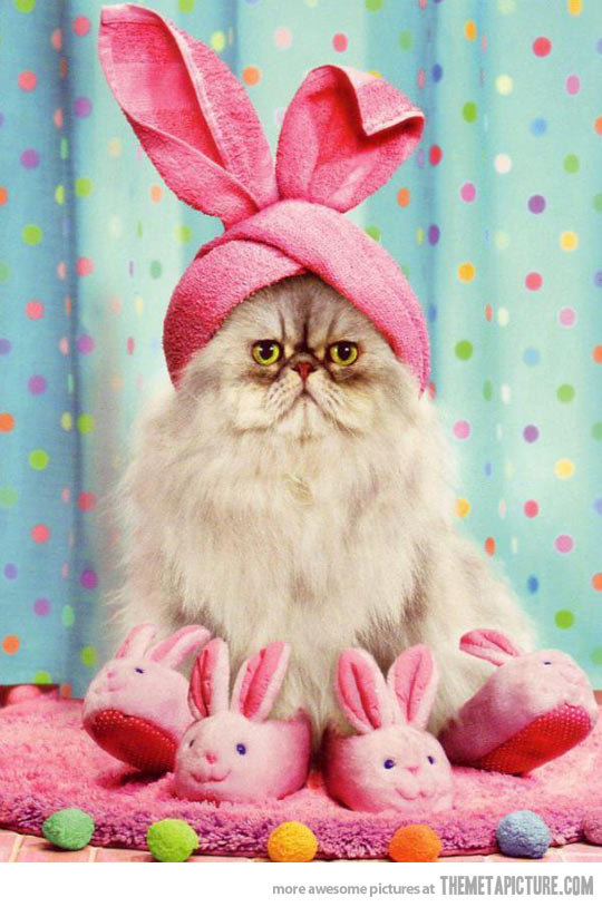 22 cats who iz totally ready for Easter... or not